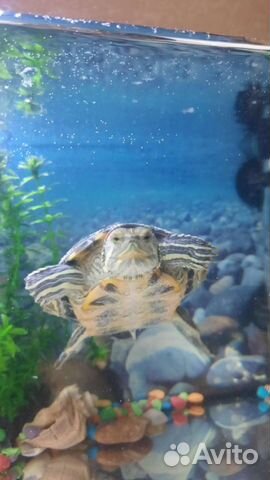 Красноухая черепаха 2 шт