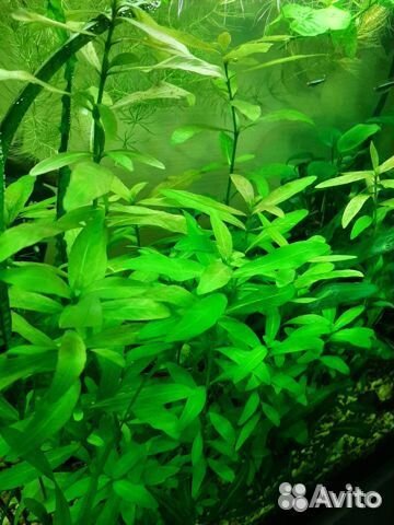 Водоросли для аквариума