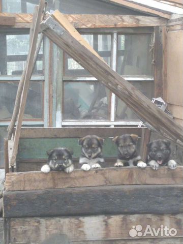 Щенки Помесь Хаски и овчарки