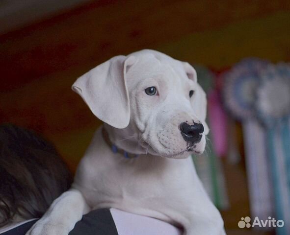 Аргентинский дог