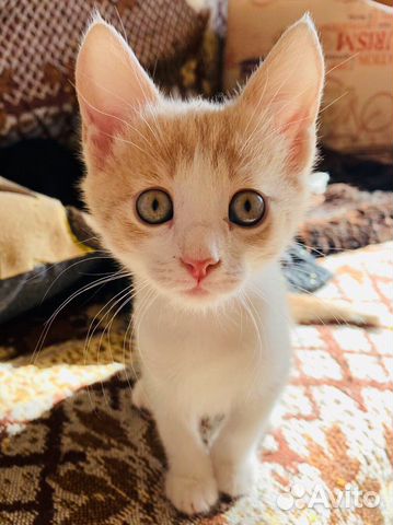 Лорик ищет семью