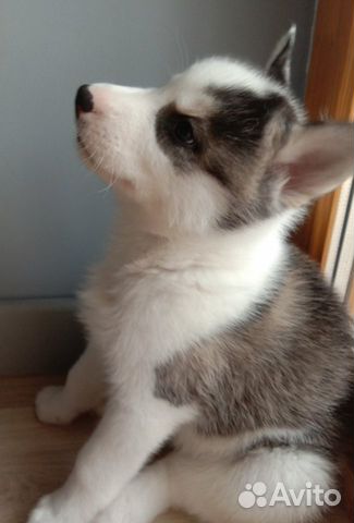 Щенки хаски