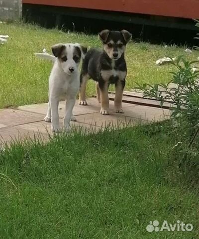 Овчарка (метис) в добрые руки отдам бесплатно