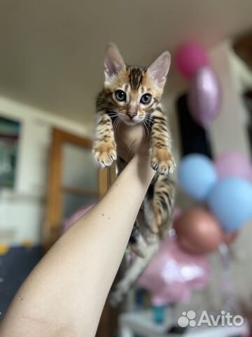 Бенгальские котята