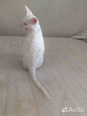 Белый кудрявый котёнок corniche