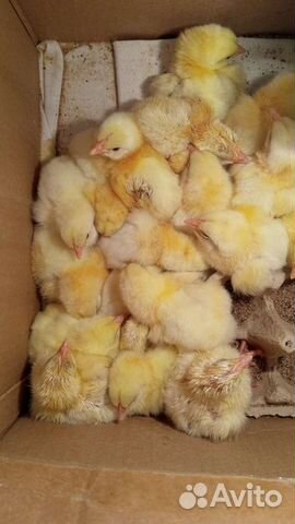 Цыпленок Бройлер Кооб 500. Чехия