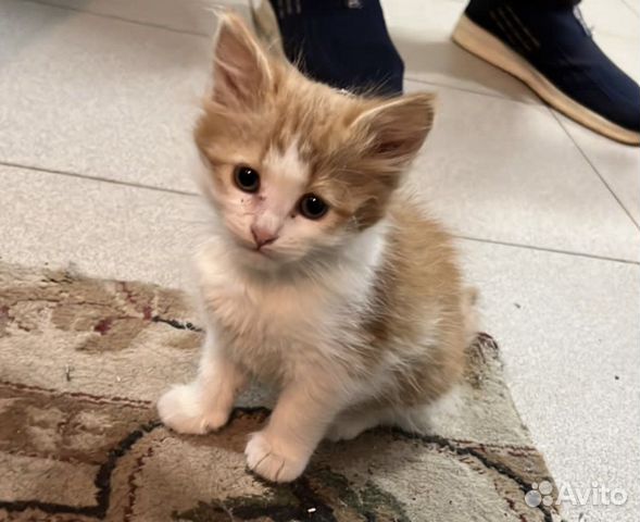 Бело рыжий котенок