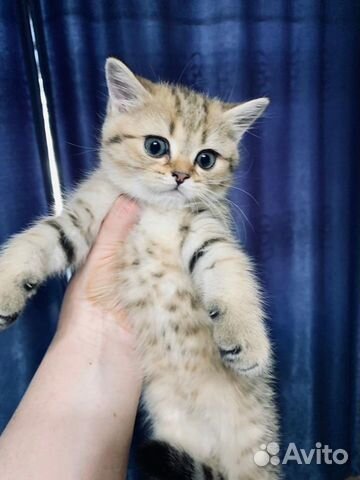 Шотландский вислоухий котенок