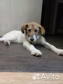 Собачку Фокси в добрые руки