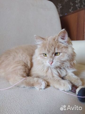 Котенок Тинлей