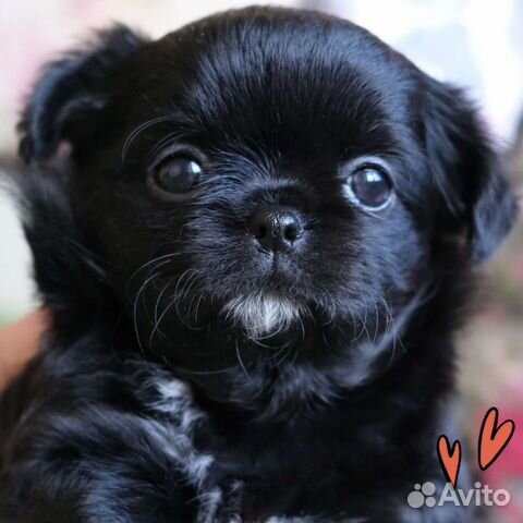 Щенки чихуахуа