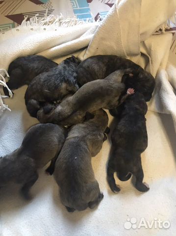 Собаки щенки