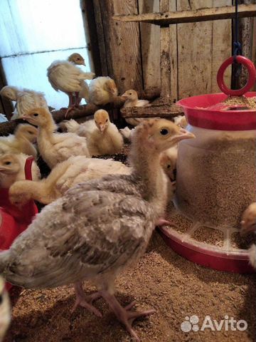 Индюшата Ставрополья. Индоутята