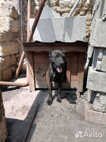 Собака, кобель, Смесь стаф и дворняги