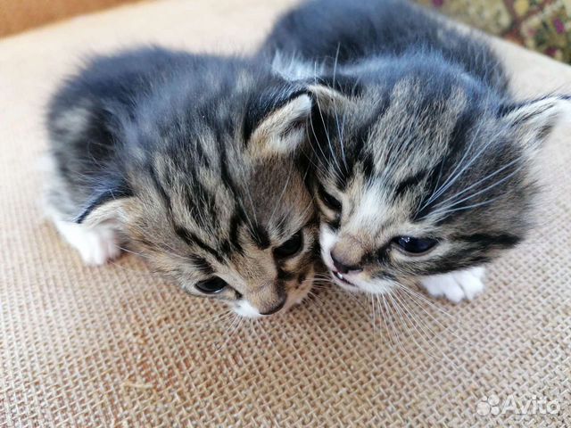 Котики курильский бобтейл