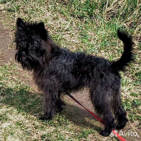 Аффенпинчер