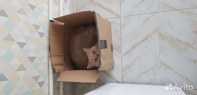 Кошка в добрые руки