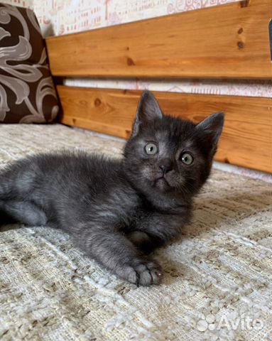 Кошкечка черный дым, 2 мес