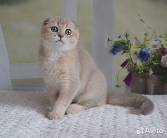 Лиловый золотой котик