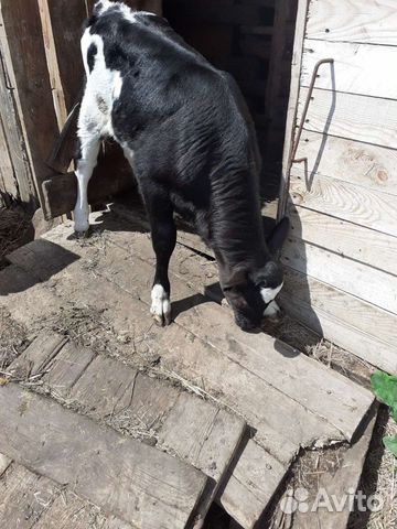 Телочка домашняя