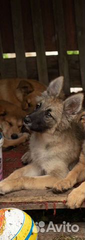 Молодая собака Лайма в добрые руки