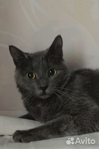 Серая гладкошерстная кошка