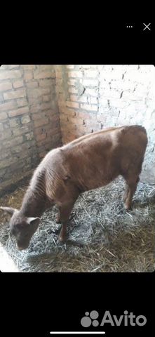 Теленок (шведской пароды)