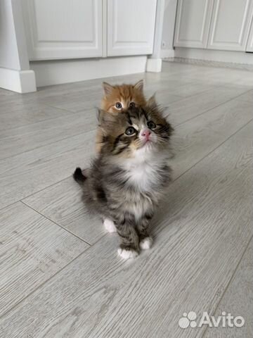 Ласковый котёнок (мальчик)