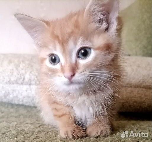 Отдам котят в добрые руки