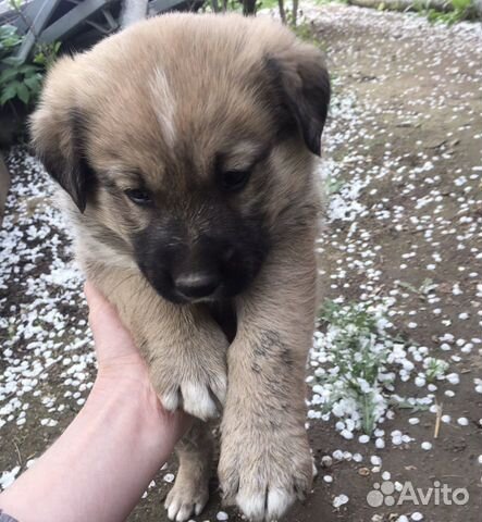 Щенок в добрые руки