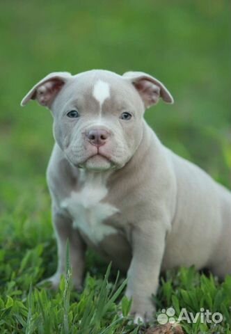 Американский булли