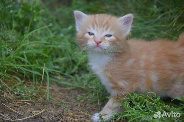 Рыжий котенок