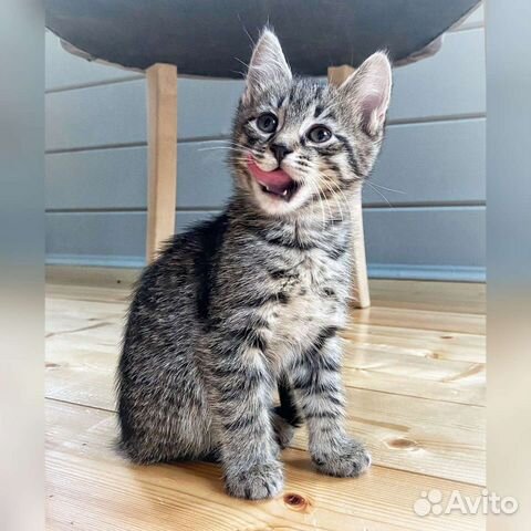 Котёнок, 2 мес, Максик в добрые руки