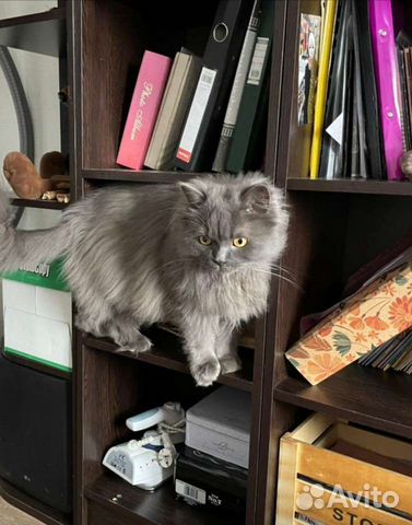 Порода нибелунг