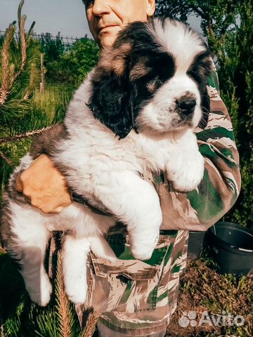 Московская Сторожевая щенки