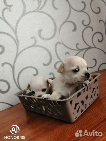 Белые и кремовые чихуашки