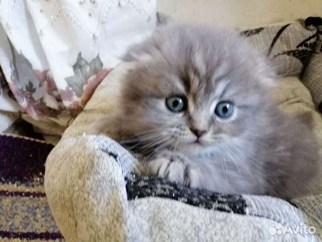 Шотландские котята