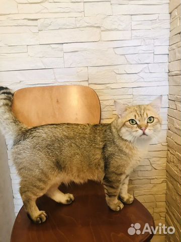 Вязка.Британец золотая шиншилла