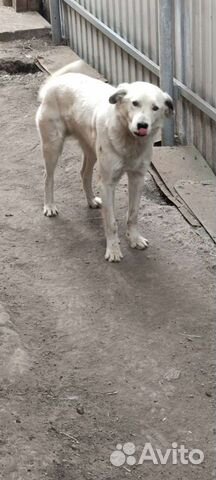 Собака дворняга