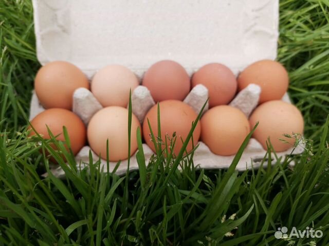 Яйцо куриное