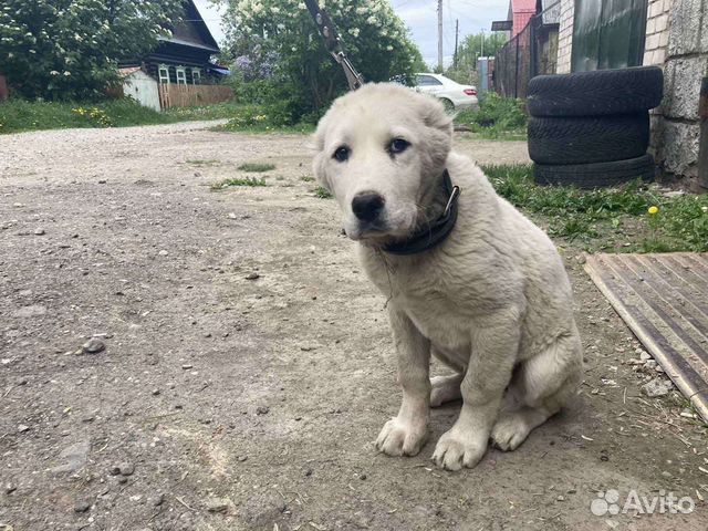 Среднеазиатская овчарка алабай щенки