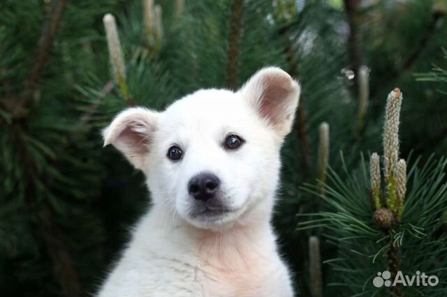 Щенок (девочка) в добрые руки