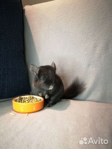 Шиншилла самец экстрадарк носитель ангоры 100