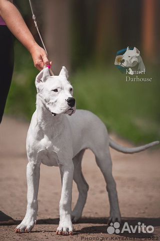 Аргентинский дог