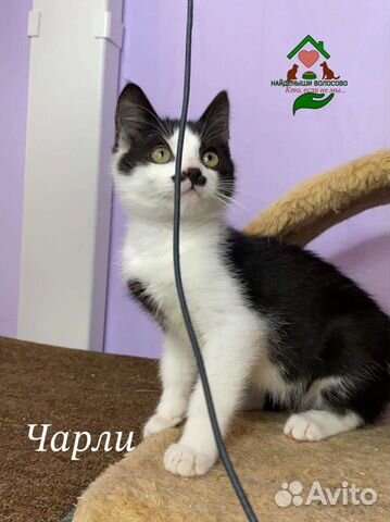 Котенок с прикольными усами