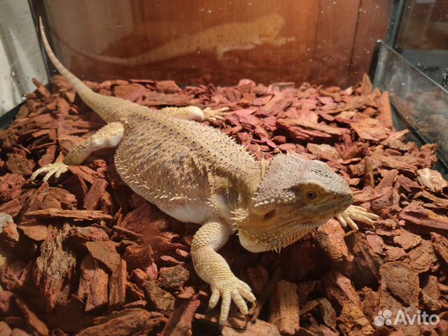 Бородатая агама с террариумом