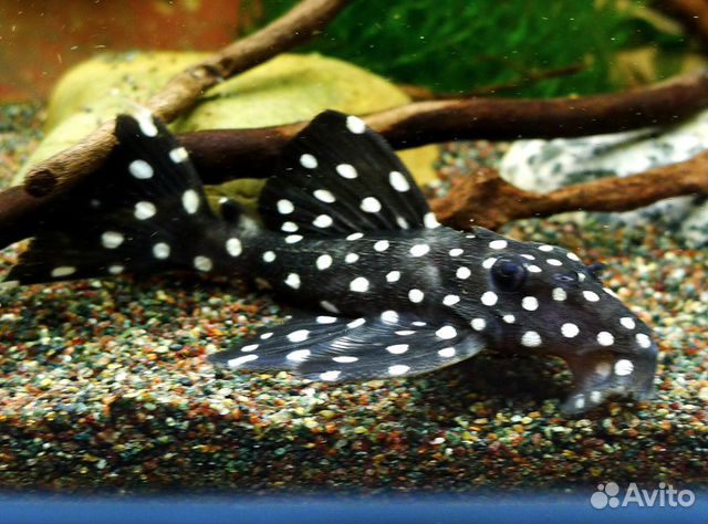 Leporacanthicus cf. galaxias L007