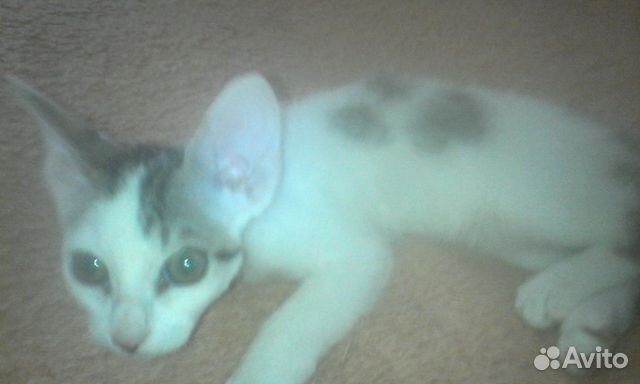 Беляночка -сфинксенок велюр