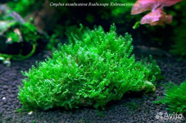 Продаю мох - Blepharostoma trichophyllum