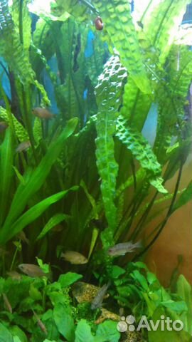 Криптокорина апоногетонолистная (Cryptocoryne apon